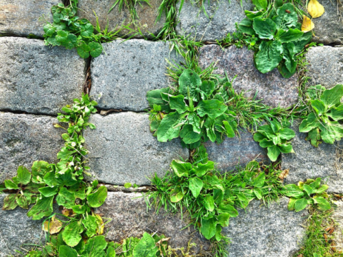 Dansand® No Grow Polymeric Jointing Sand UK Dansand Stockists